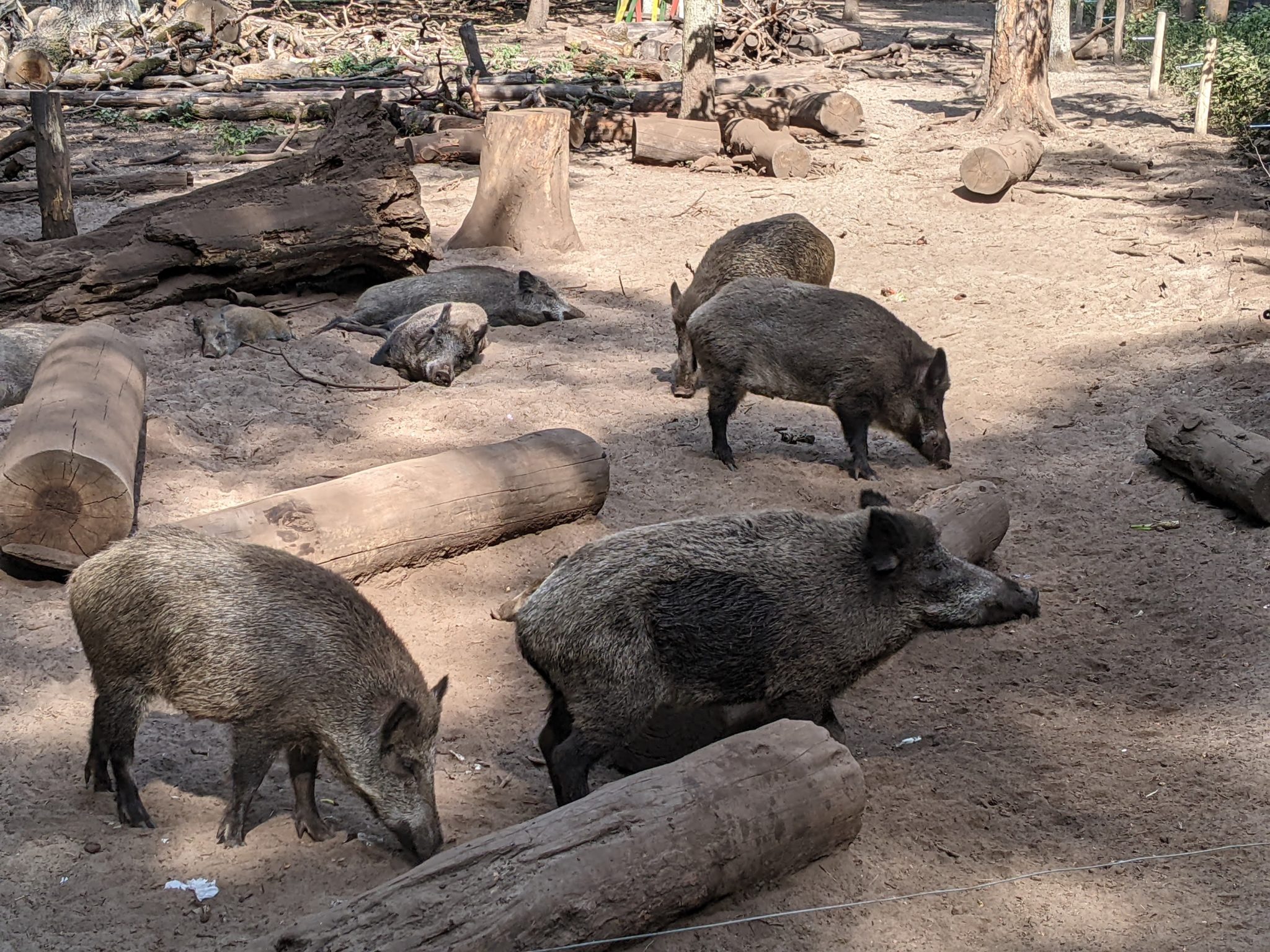 Spandauer Forst: Von Baumlehrpfad bis Badespaß