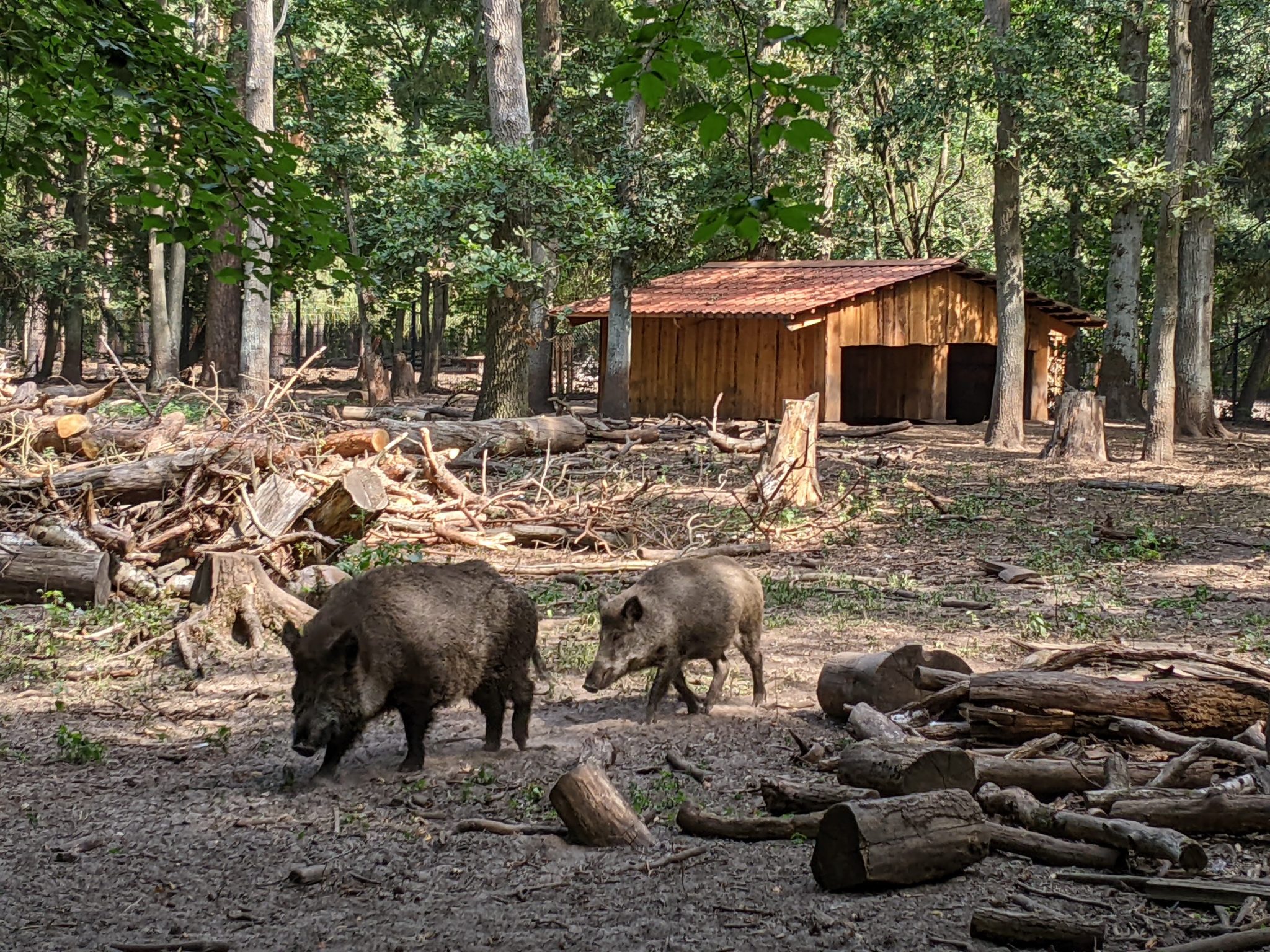 Spandauer Forst: Von Baumlehrpfad bis Badespaß
